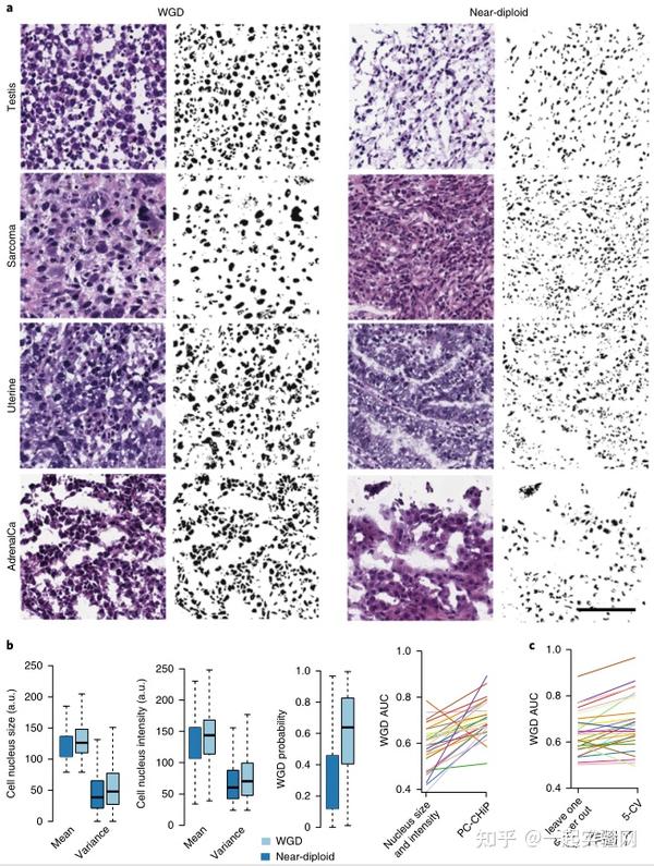 病理学+泛癌组合可发nature新刊! - 知乎