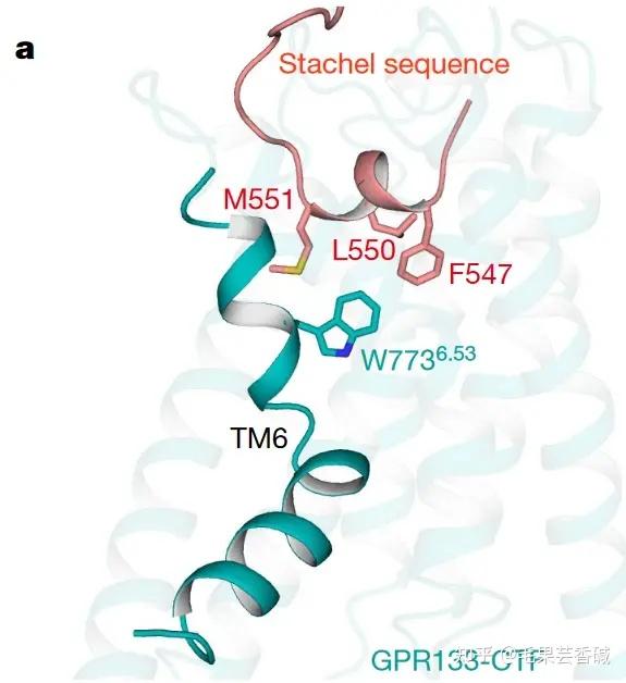 粘附GPCR的束缚肽激活的结构基础 - 知乎