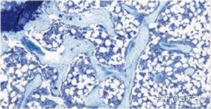 请收下：来自Raw264.7细胞实验的爱 - 知乎