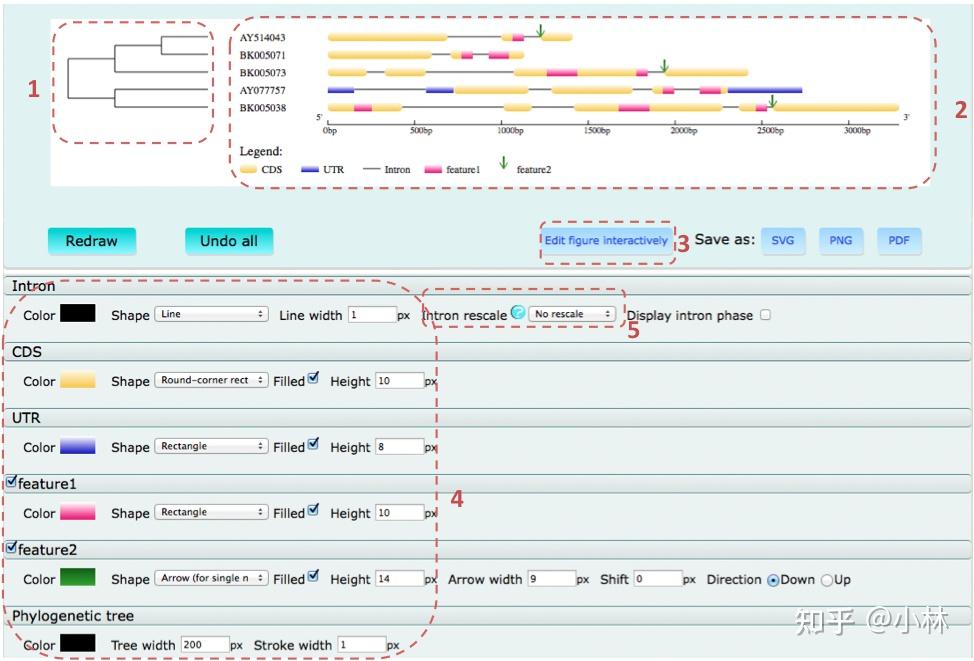 GSDS基因结构图的绘制 - 知乎