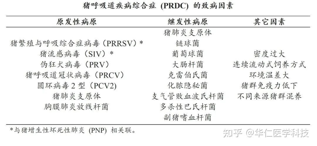 认识猪呼吸道疾病综合征（PRDC） - 知乎