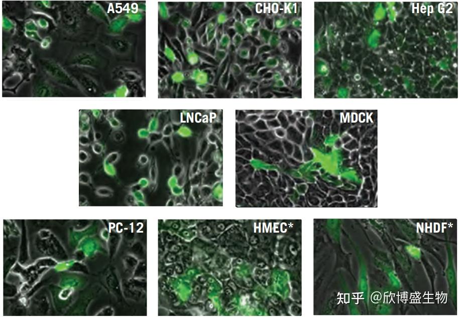 MirusBio TransIT-X2转染试剂 - 知乎
