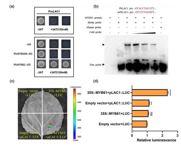 【PLANT J】PbMYB61和PbMYB308参与调控梨果核细胞木质素生物合成 - 知乎