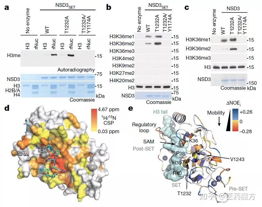 两篇Nature抗癌新突破：表观遗传新靶点——NSD3 - 知乎
