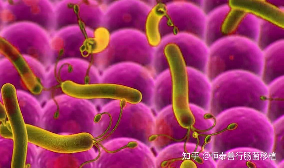 戴阿利斯特杆菌属（Dialister） - 知乎