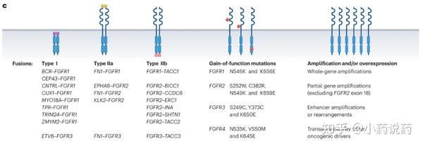FGFR靶向治疗的临床进展 - 知乎