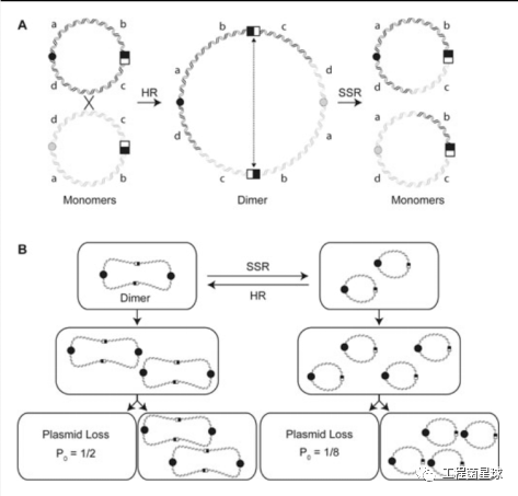 【耀文解读】一文读懂|质粒多聚体Plasmid Multimers的形成机制、检测方法及降低策略 - 知乎