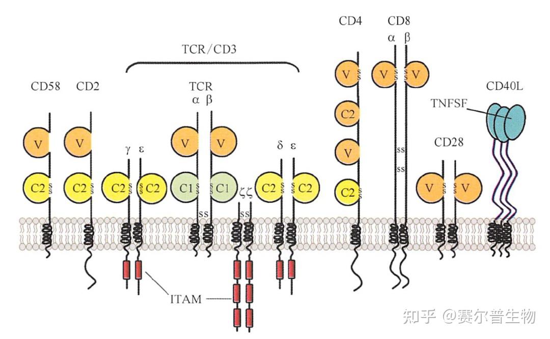 免疫学基础：一文读懂用于细胞鉴定的CD分子 - 知乎
