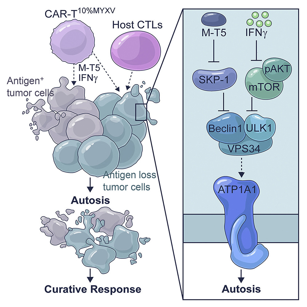 Cancer Cell | CAR-T和TCR-T细胞结合溶瘤病毒摧毁癌细胞 - 知乎