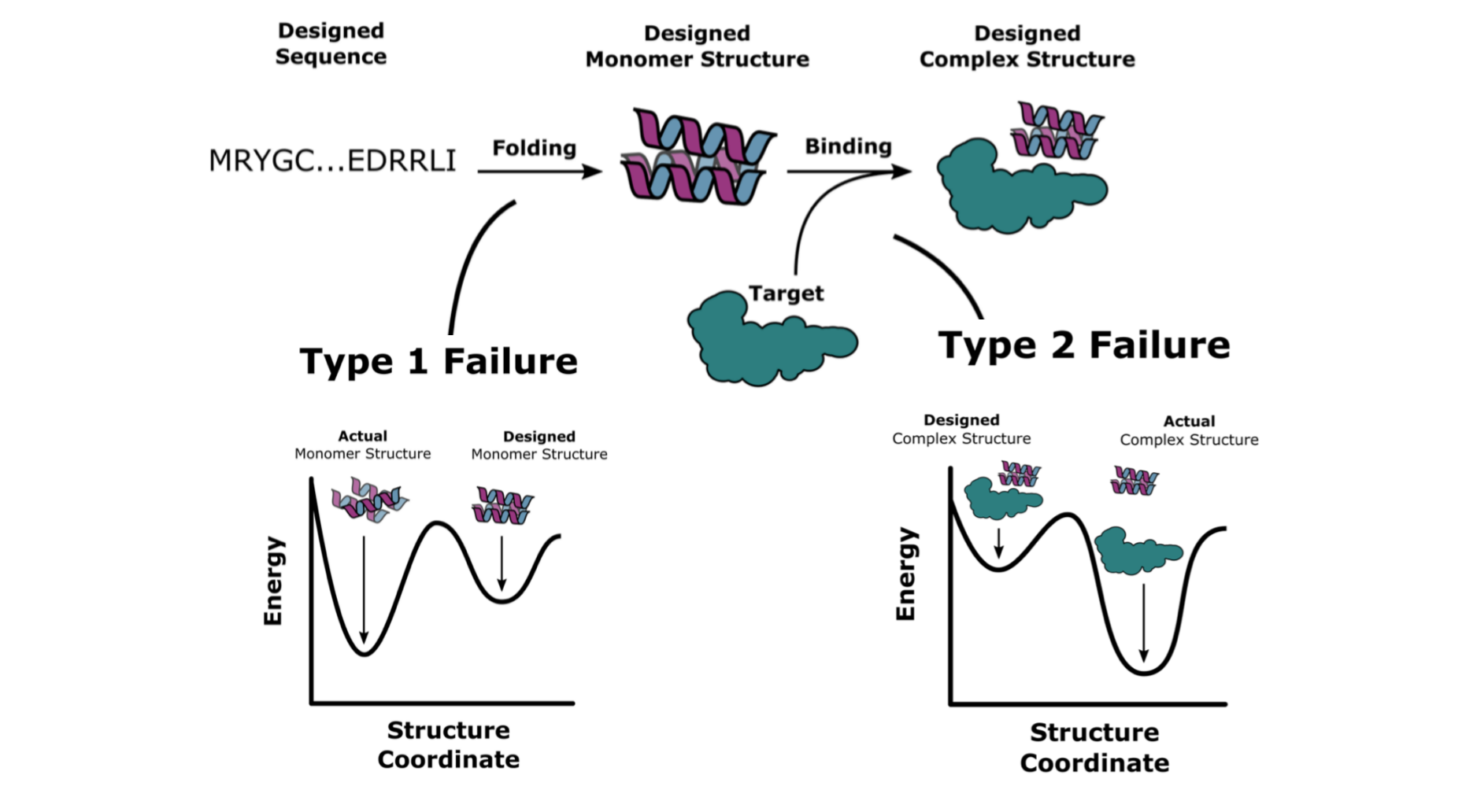 AF2/ProteinMPNN模型10倍效率助力de novo binder设计筛选 - 知乎