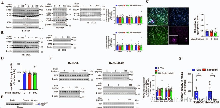 Neuron: Irisin让你不再困在时间里 - 知乎