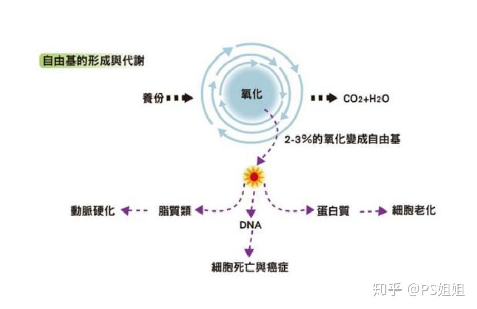 我们的皮肤应该如何抗氧化呢? 知乎