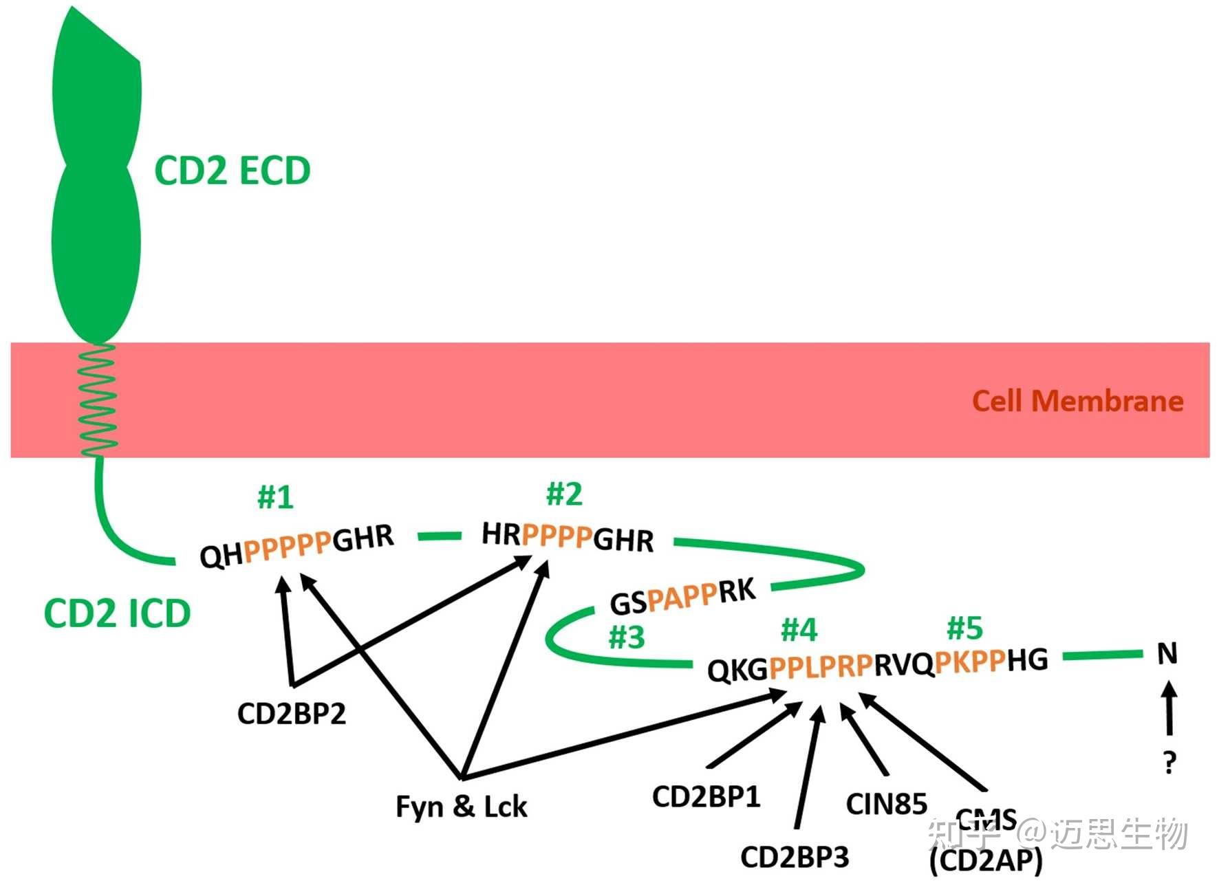 免疫抑制治疗靶标-CD2 - 知乎