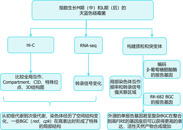 PNAS丨武汉大学孙宇辉教授团队解析链霉菌三维基因组并实现天然产物高产相关应用 - 知乎