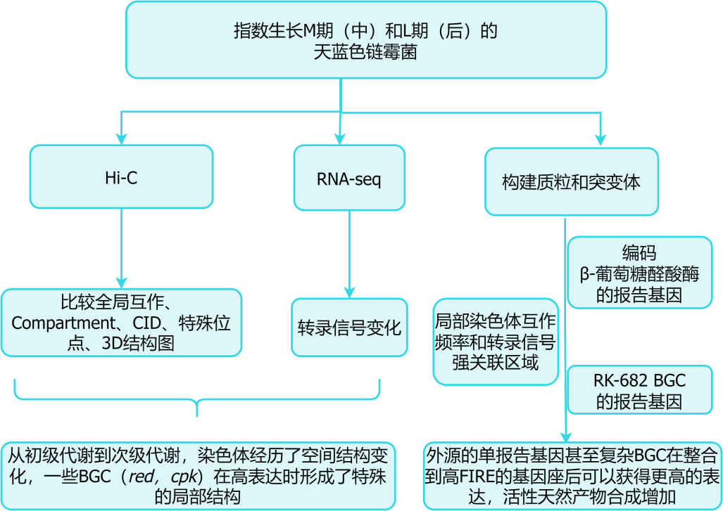 PNAS丨武汉大学孙宇辉教授团队解析链霉菌三维基因组并实现天然产物高产相关应用 - 知乎