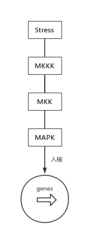 MAPK信号通路 - 知乎