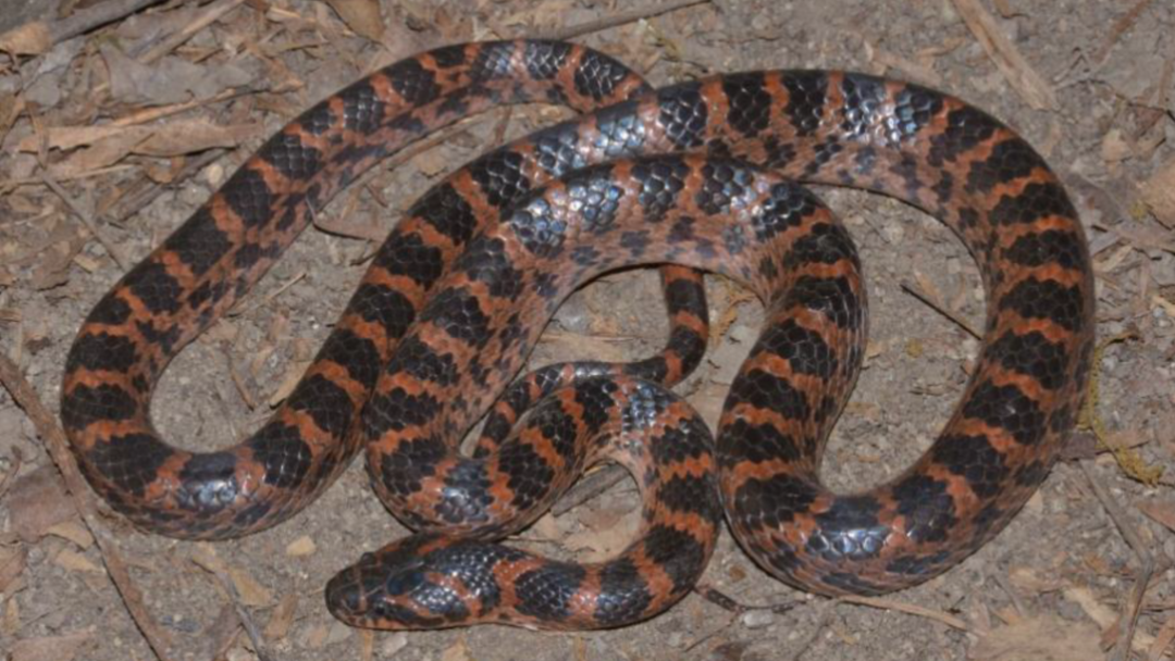 世界野生动植物日丨探秘成都蛇类与蛇文化 - 知乎