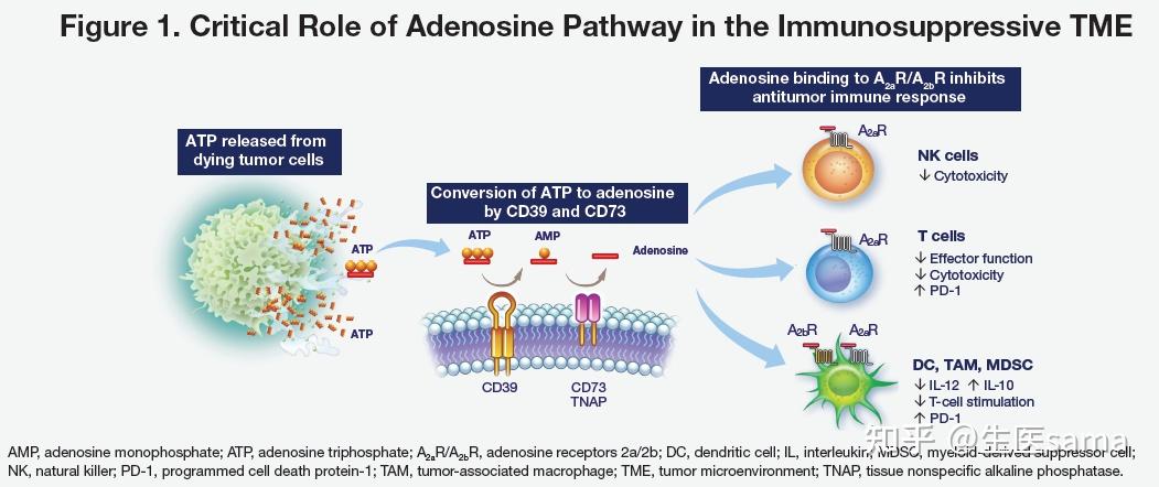 Arcus Biosciences的AB680(CD73小分子抑制剂)治疗胰腺癌的数据好不好？ - 知乎