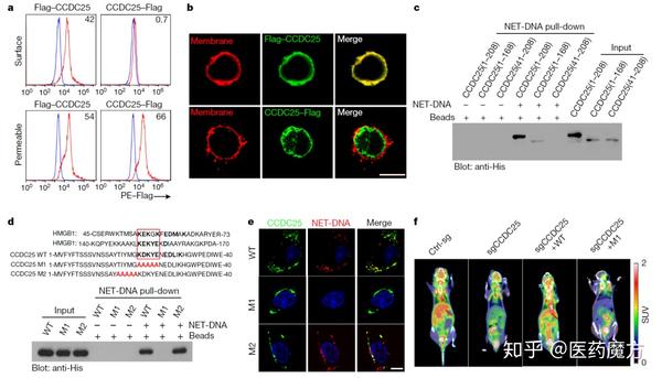 Nature：抗癌新靶点——CCDC25 - 知乎