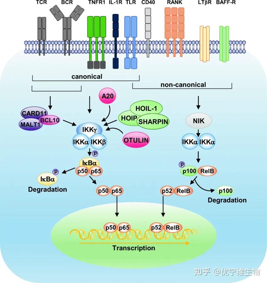 深入解析NLRP3、NF-κB P65、TLR4与IL-1β信号通路的相互作用机制 - 知乎