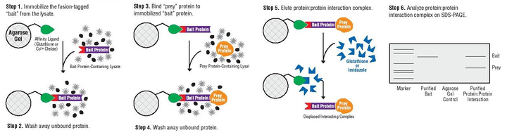 GST pull-down实验原理及常见结果影响因素 - 知乎