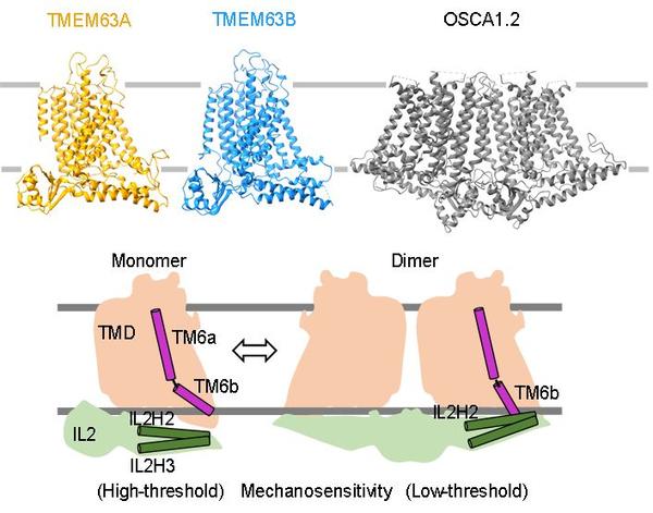 8.10脑科学日报| Science子刊：这些蛋白质失衡会致中年人痴呆 - 知乎