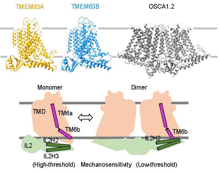 8.10脑科学日报| Science子刊：这些蛋白质失衡会致中年人痴呆 - 知乎