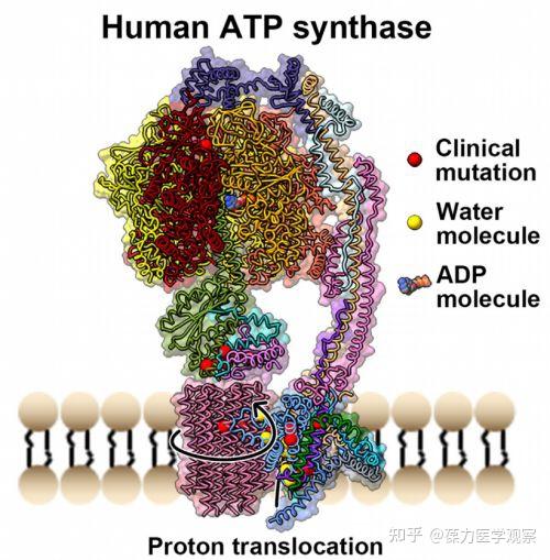 Mol Cell | 揭示人源线粒体ATP合成酶的结构 - 知乎