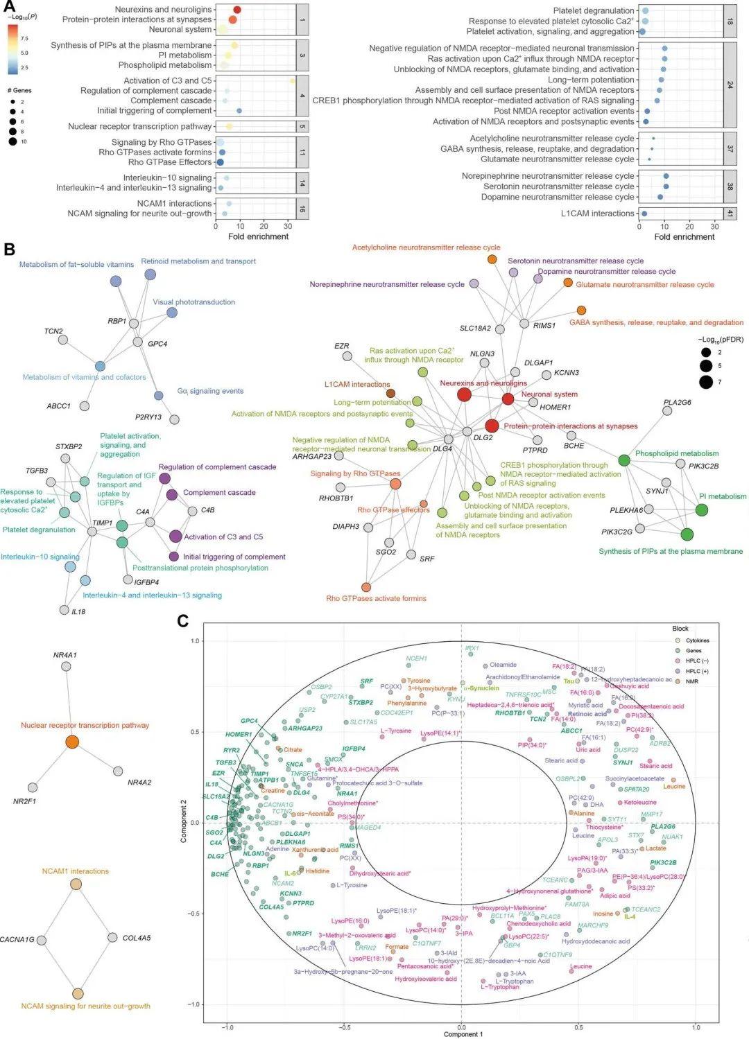 Science Advances | 研究发现，脂肪越多，脑子越sa，快转给你的胖友 - 知乎