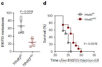 YTHDF2重编程肿瘤相关巨噬细胞而调控CD8+T细胞抗肿瘤免疫 - 知乎
