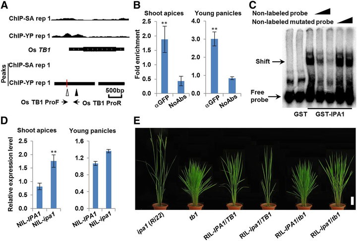 【豪克博士聊科研】手把手教你搞定 ChIP 实验（四）案例解析篇 - 知乎