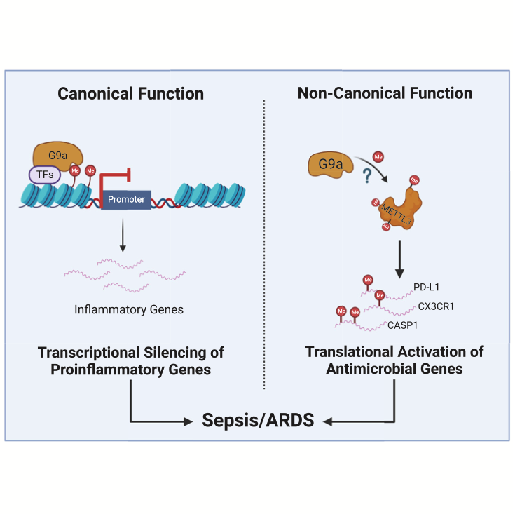 Cell Chemical Biology丨G9a在慢性炎症和LPS耐受中的非典型功能 - 知乎