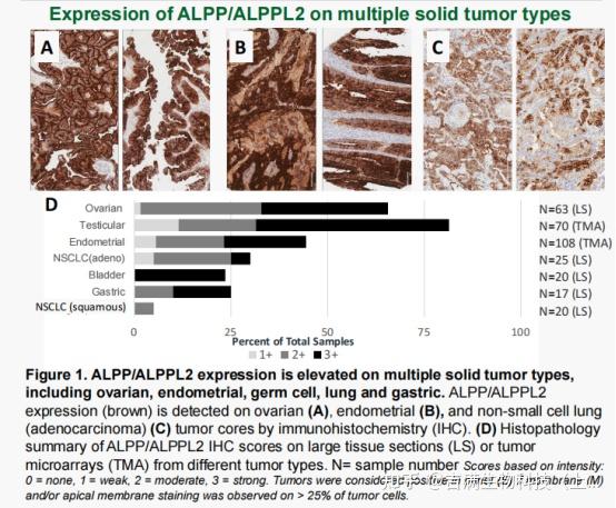 ALPPL2/ALPP: 具有肿瘤特异性的潜力靶点 - 知乎