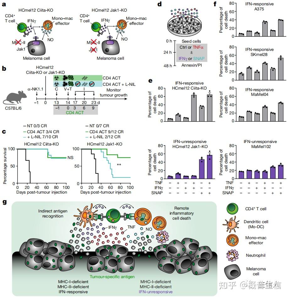 一直被低估的CD4+ T细胞抗肿瘤作用 - 知乎
