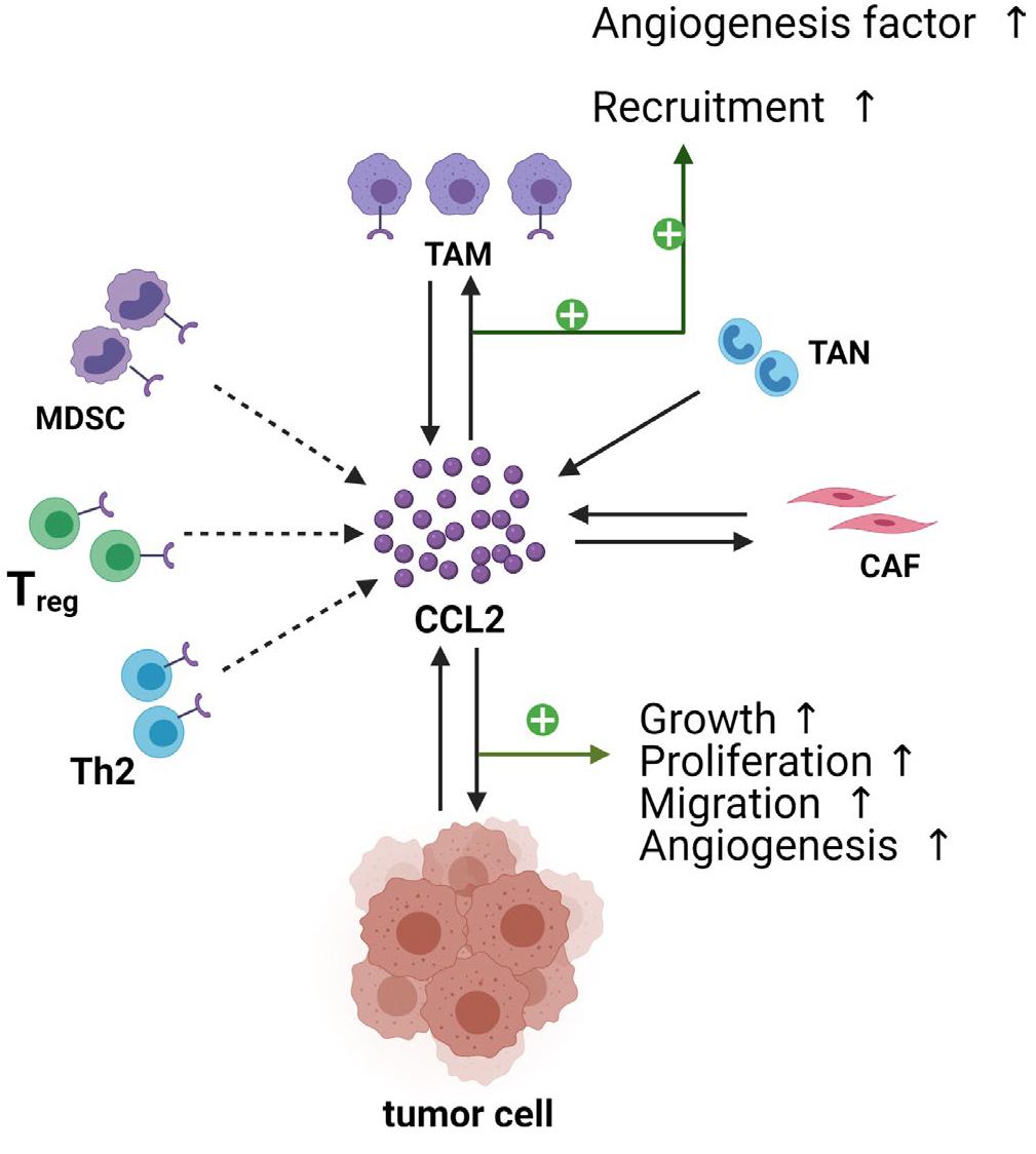 Cell Prolif|华西医院魏霞蔚团队对CCL2-CCR2信号轴在癌症中作用的总结 - 知乎
