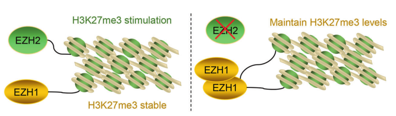 肿瘤新型治疗靶点：EZH1/2 - 知乎