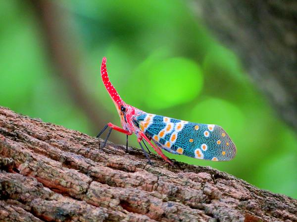 【科普】蜡蝉总科简介 - 知乎