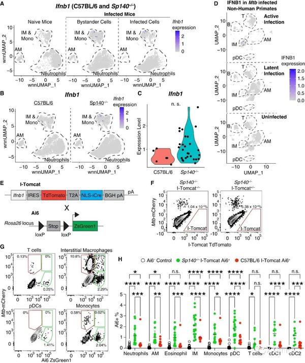 Cell｜I型干扰素驱动的结核病易感性的早期细胞机制 - 知乎