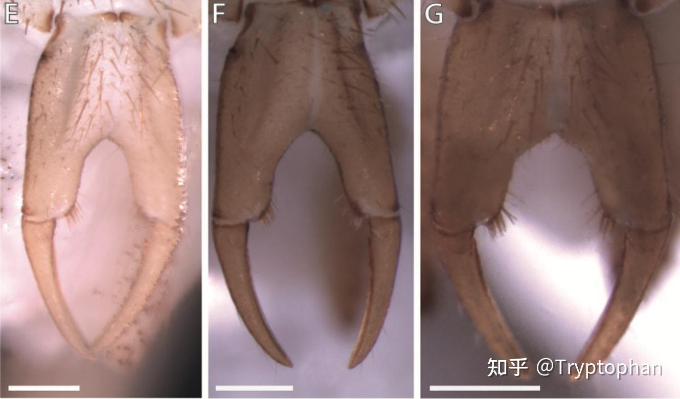 【Scutigeromorpha 】世界蚰蜒属征译名 分类 图鉴 - 知乎