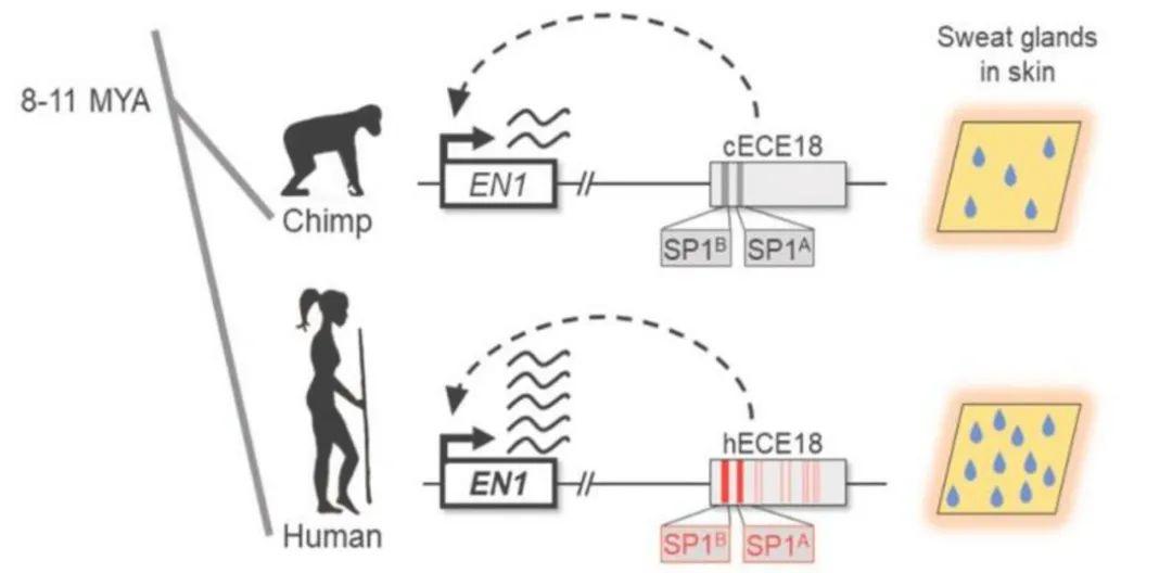 我出的汗变蓝色了！什么你出汗是粉色的？ - 知乎