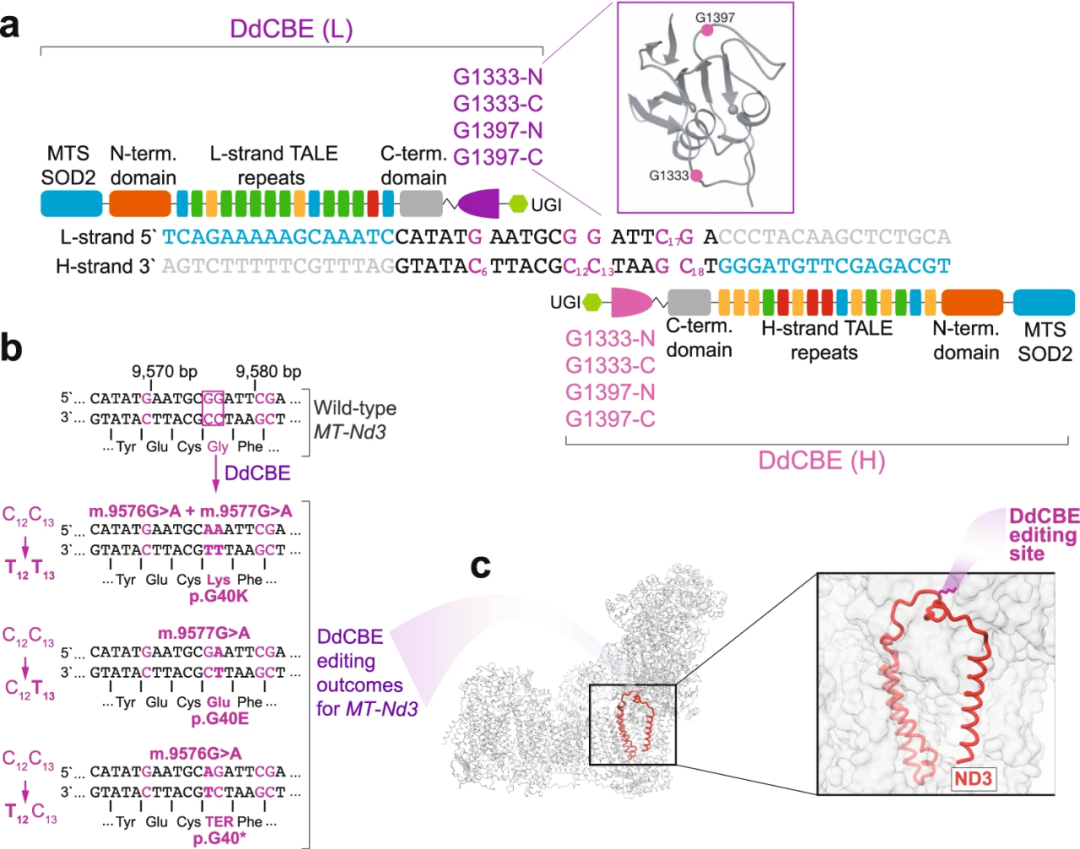 Nat Comm | 碱基编辑修改活体小鼠线粒体基因组 - 知乎