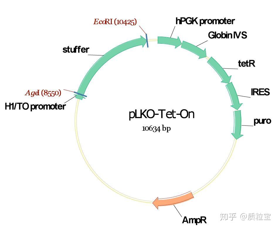 pLKO-Tet-ON 诱导型慢病毒干扰载体shRNA嘌呤霉素筛选 - 知乎