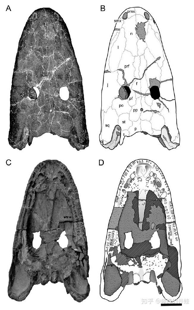 【地球演义】鲵皇 - 知乎