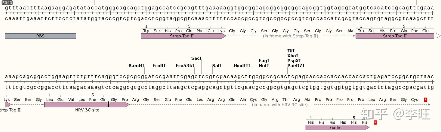 StrepII 标签蛋白纯化-使用Strep-Tactin纯化 - 知乎