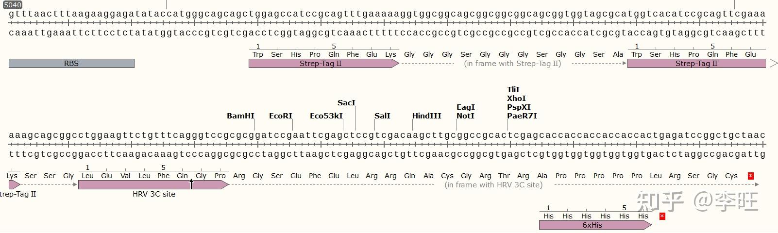 StrepII 标签蛋白纯化-使用Strep-Tactin纯化 - 知乎