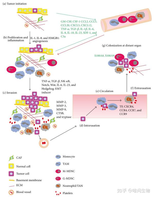 肿瘤微环境中中性粒细胞与巨噬细胞的相互作用 - 知乎