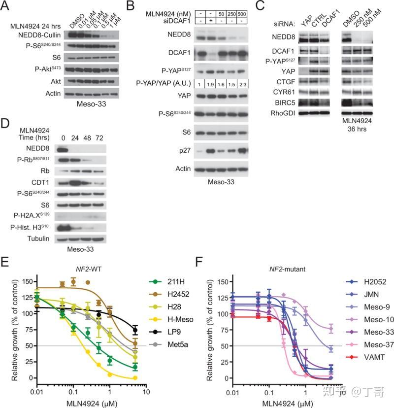 NE DD 8-激活酶与mTOR联合抑制NF2缺失驱动的肿瘤发生 - 知乎