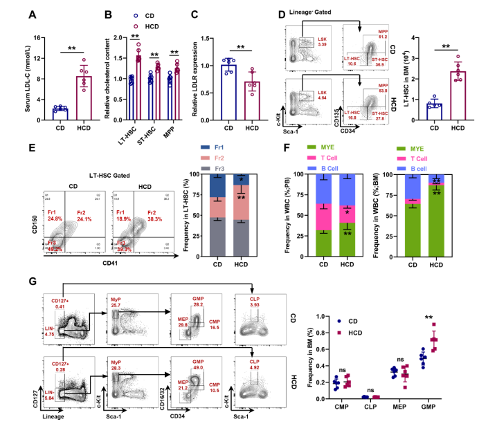 陆军军医大学杜长虹/王军平团队揭示胆固醇增强髓系偏向造血干细胞铁死亡耐性的新机制 - 知乎