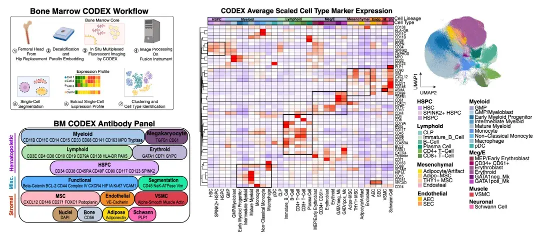 Cell：如何升华你的单细胞数据——PhenoCycler-Fusion空间单细胞蛋白组学（简称PCF,原CODEX）联合scRNA-seq解析骨髓微环境 - 知乎