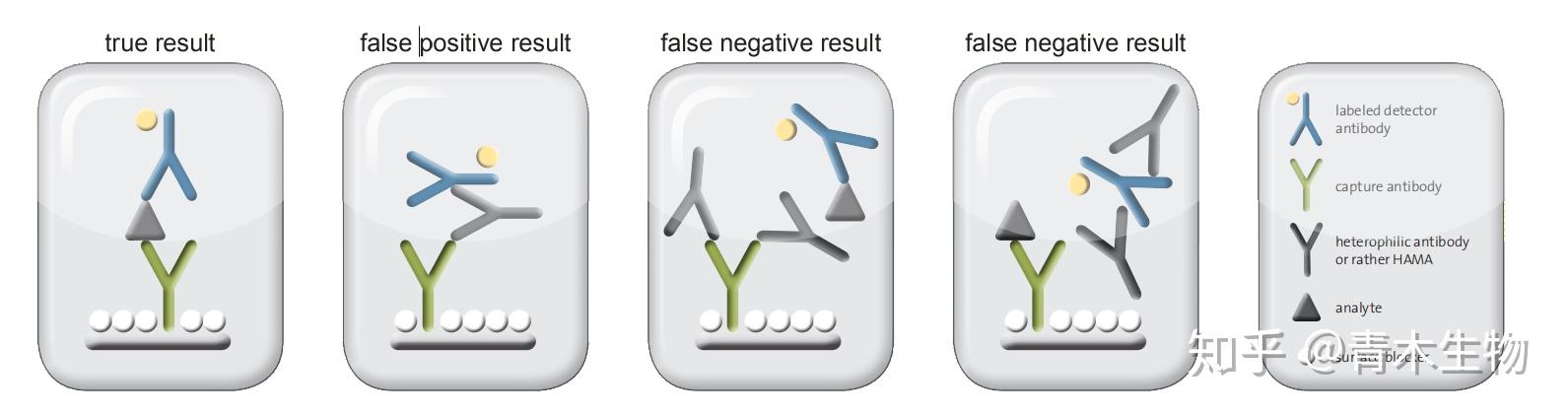 技术篇：免疫分析中，遭遇HAMA等干扰问题如何破？Candor Bioscience来教您 - 知乎